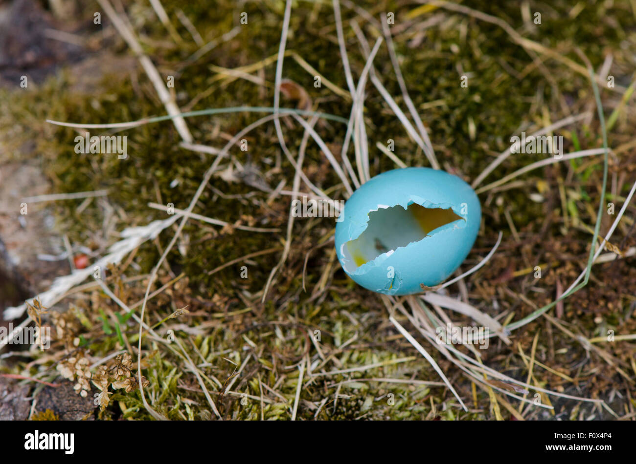 Turdus migratorius eggs hi-res stock photography and images - Alamy
