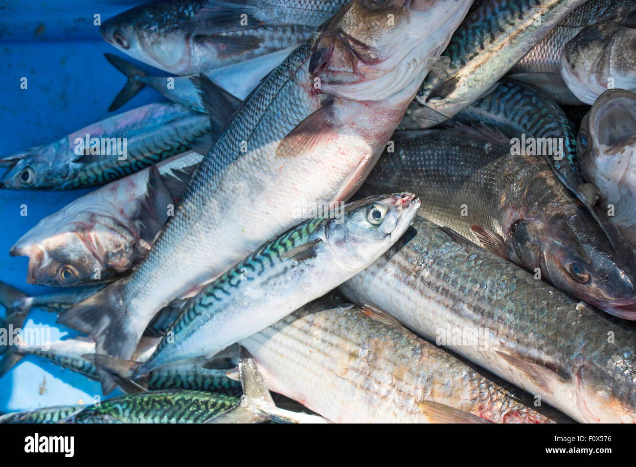 Freshly caught mackerels bass and mullet fish Stock Photo - Alamy