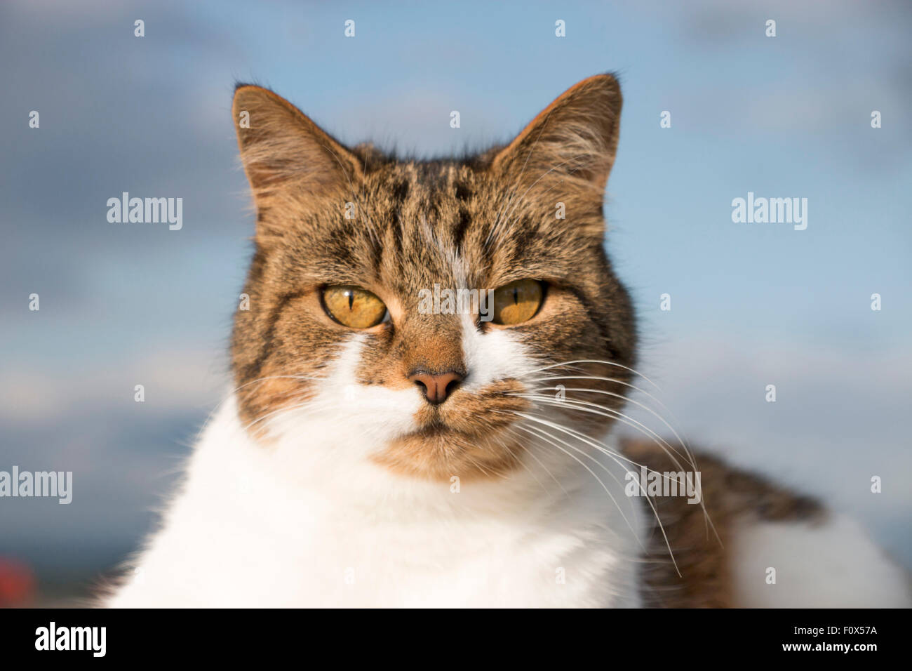 Domestic pet cat facing staring closeup Stock Photo - Alamy