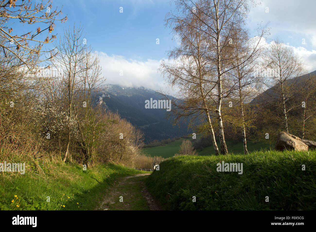 Mountains and forest with a trail in French Pyrenees Stock Photo - Alamy