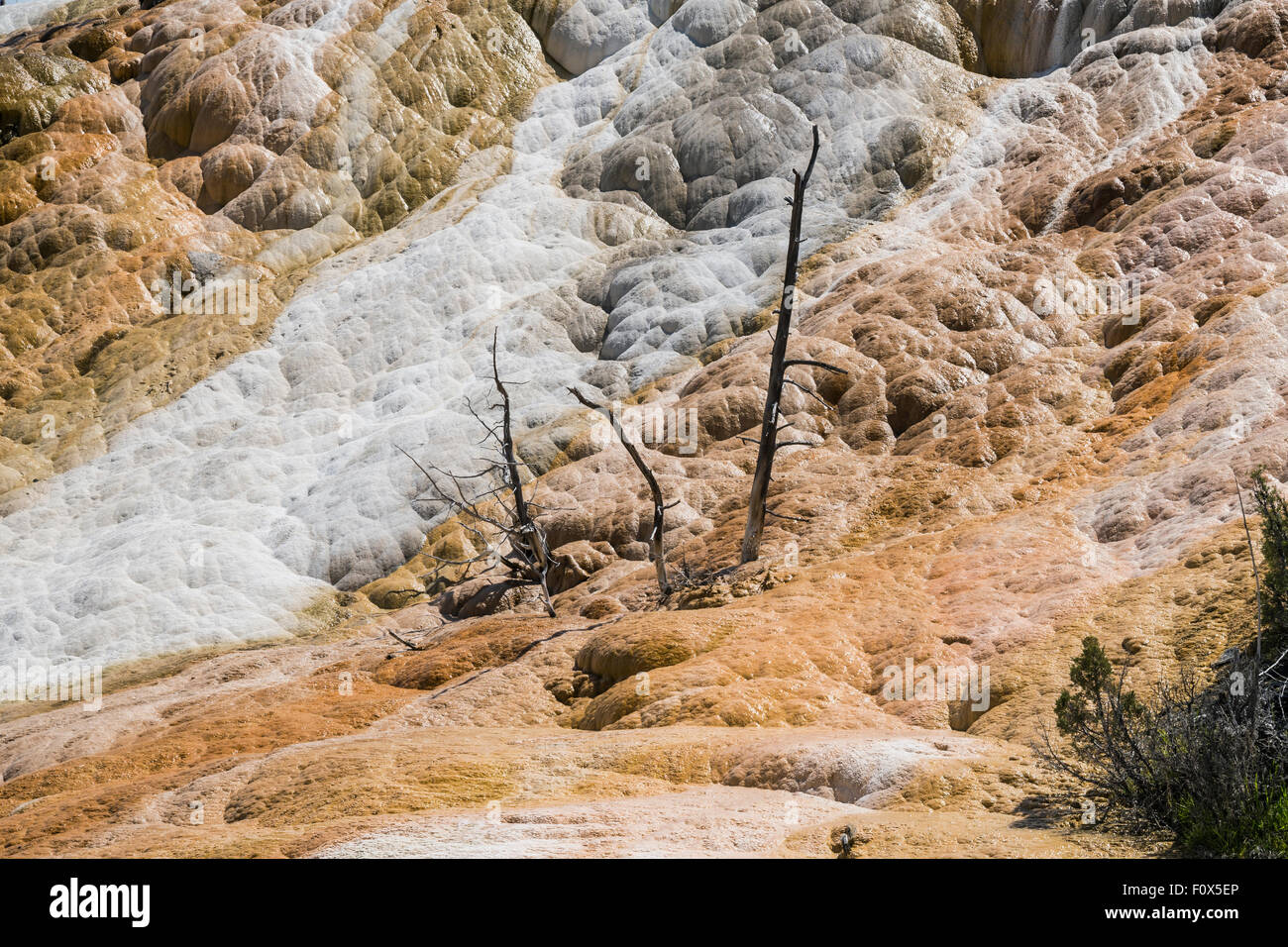 Multi-colored terrace, Mammoth Hot Spring Terraces , Yellowstone ...