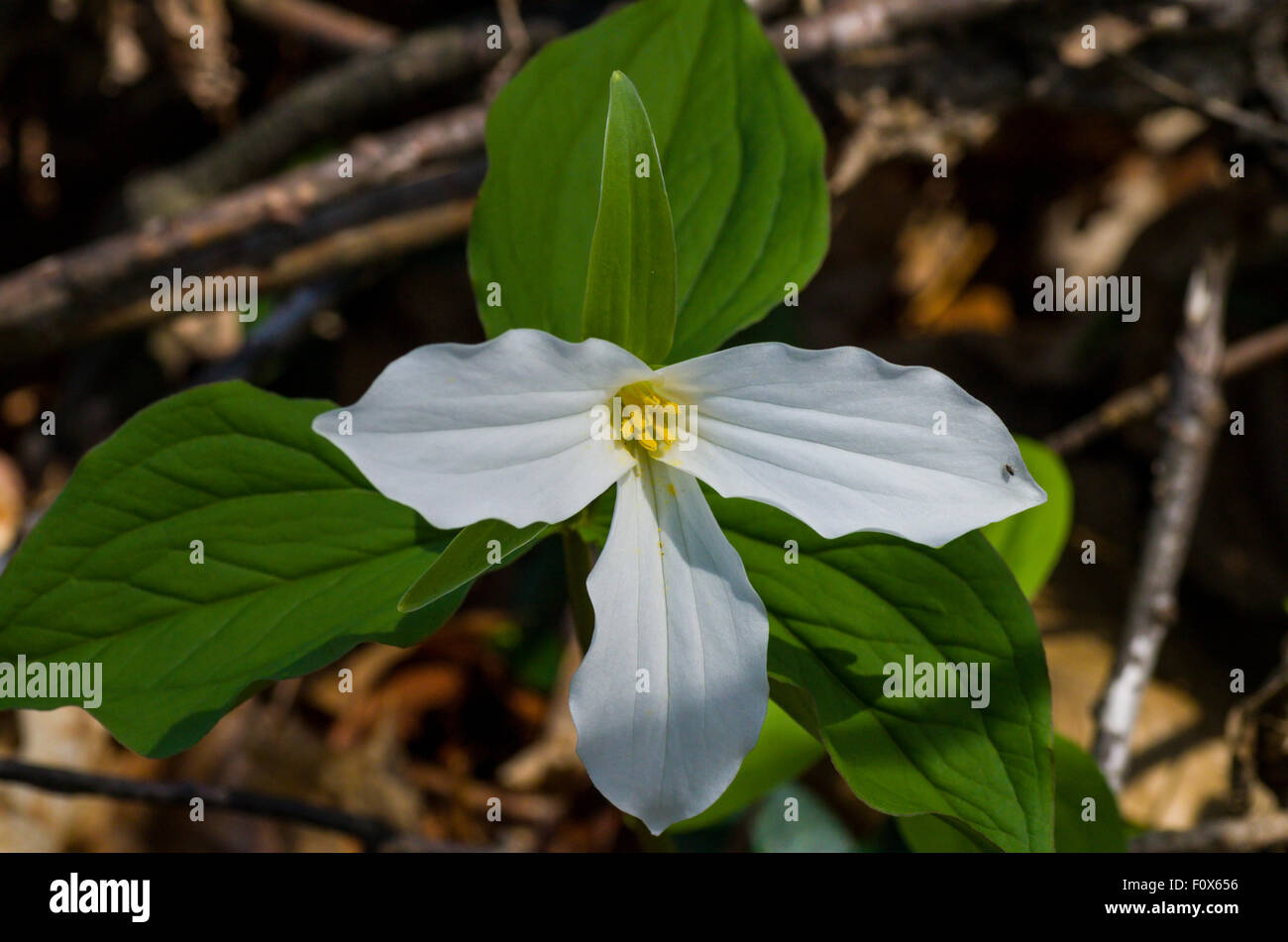 White Trillium Ontario's Provincial flower Stock Photo - Alamy