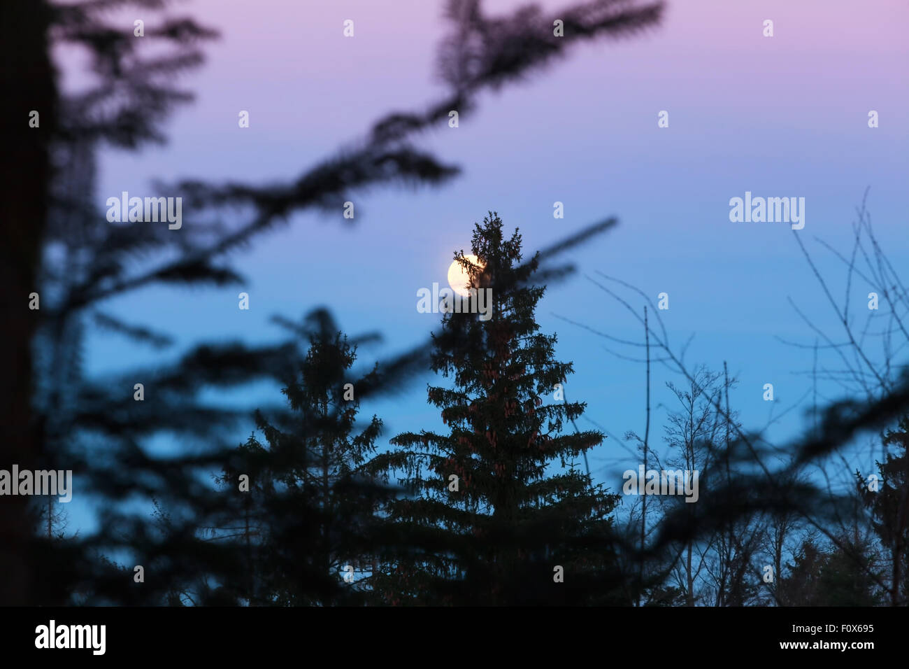 Moon pine tree forest sky hi-res stock photography and images - Alamy