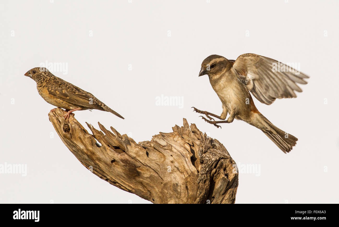 garden birds isolated on white Stock Photo - Alamy