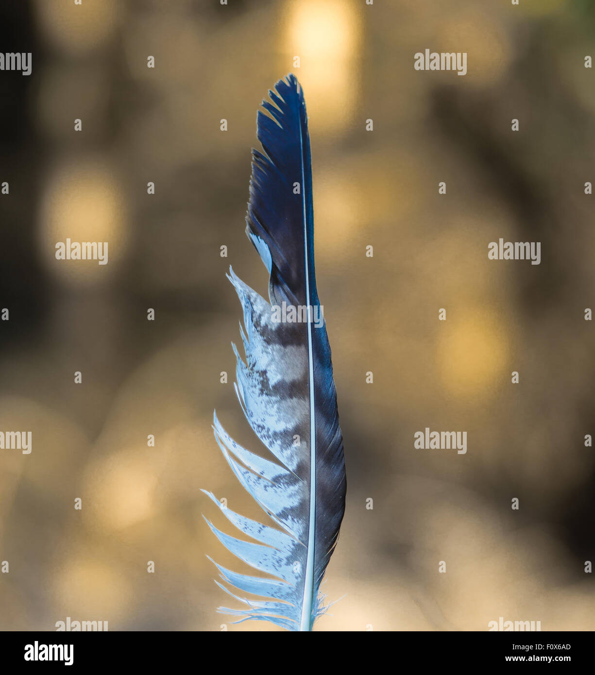 Striped white and grey feather with natural background Stock Photo - Alamy