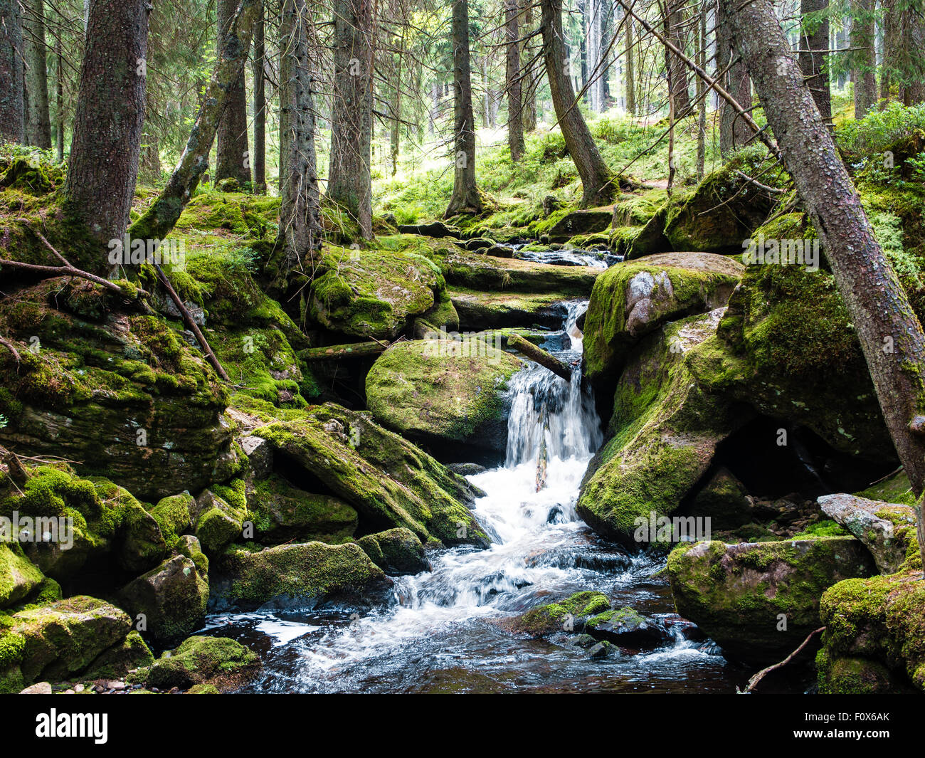 Mount forest hi-res stock photography and images - Alamy