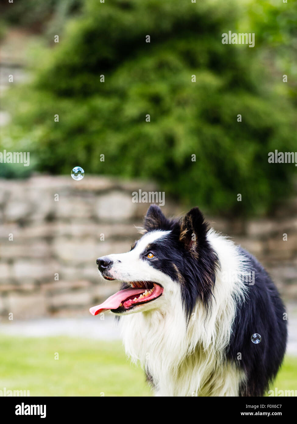 Dog border hi-res stock photography and images - Alamy