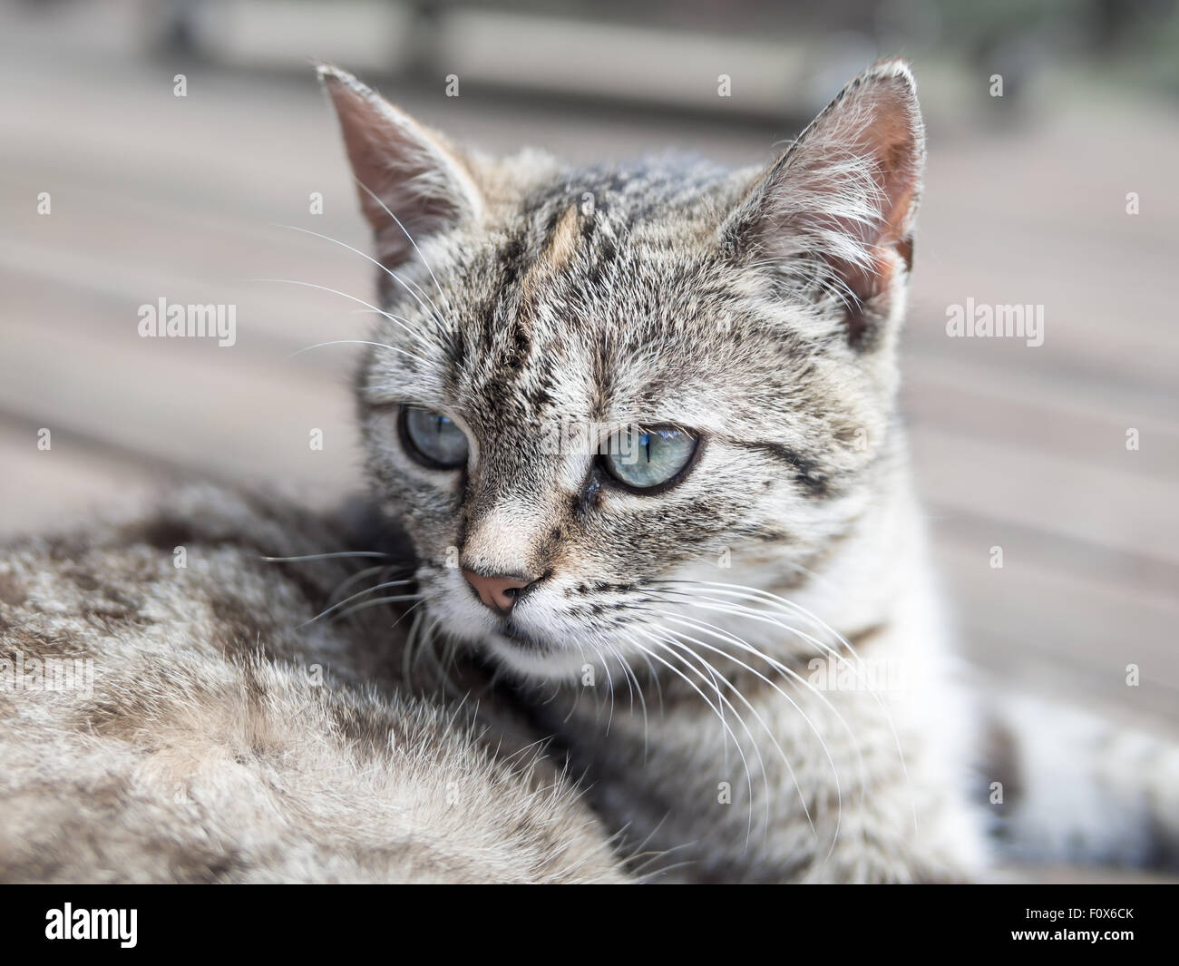 Cat head soft colours Stock Photo - Alamy