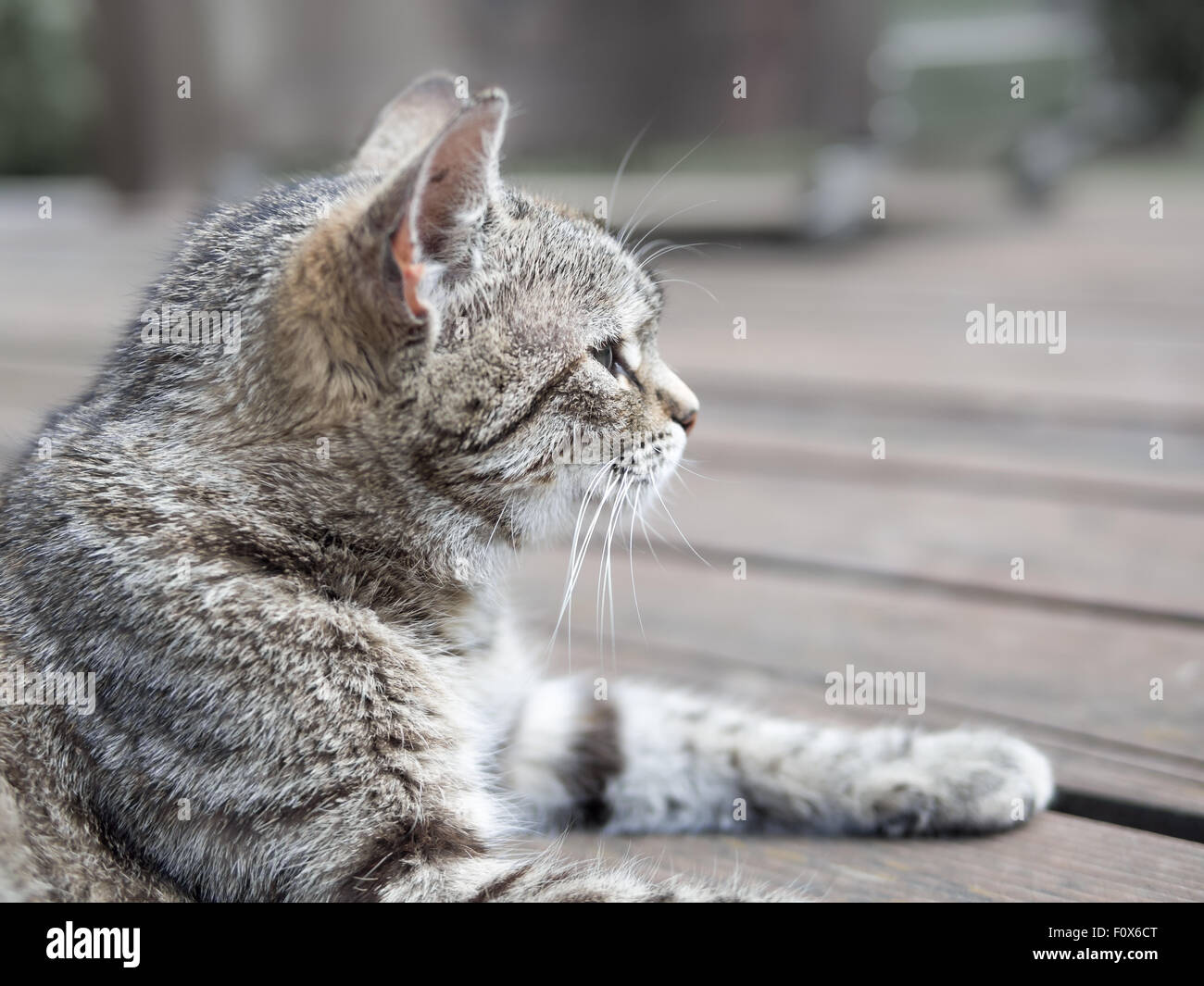Cat lying profile soft colours Stock Photo - Alamy