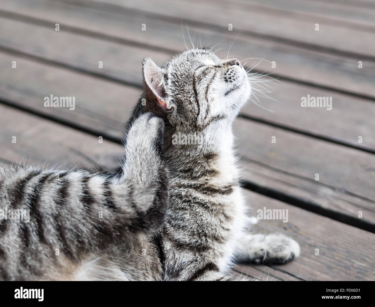 Cat enjoying scratching itself in soft colours Stock Photo - Alamy