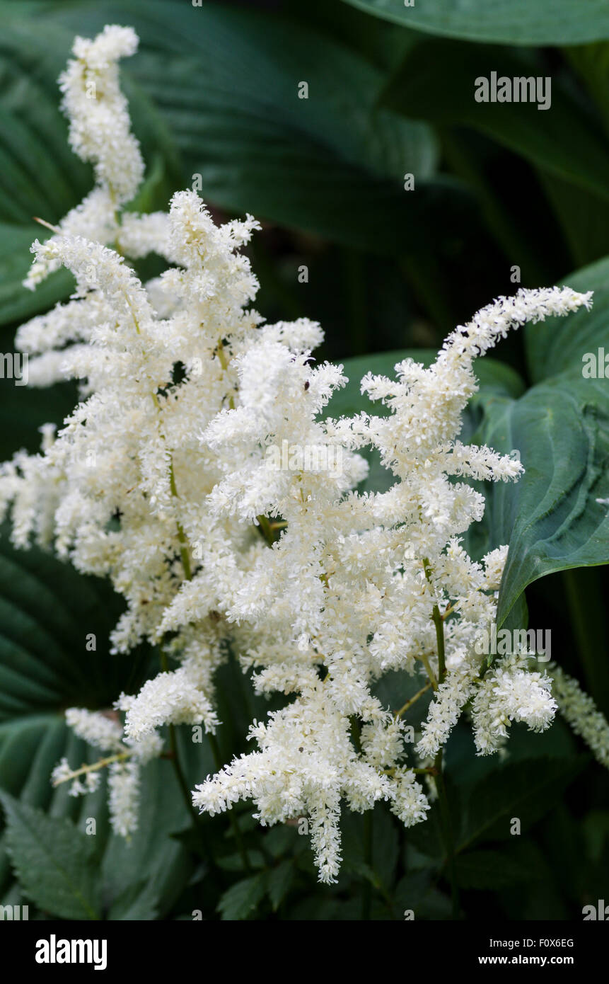 Astlbe (Astilbe biternata) or False Goats Beard Stock Photo - Alamy