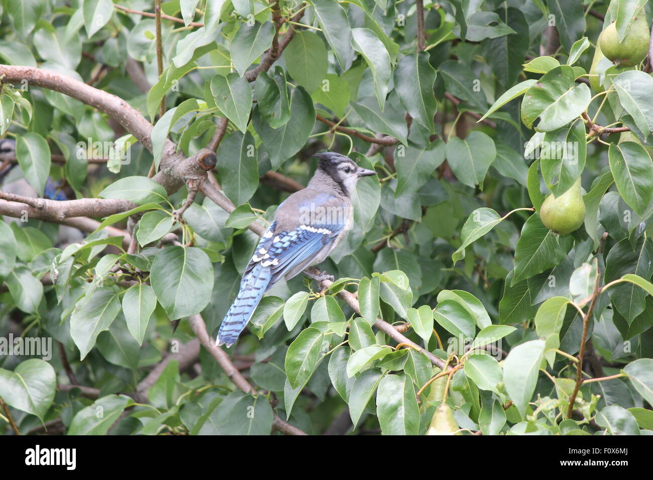 Pear bird feeder hi-res stock photography and images - Alamy
