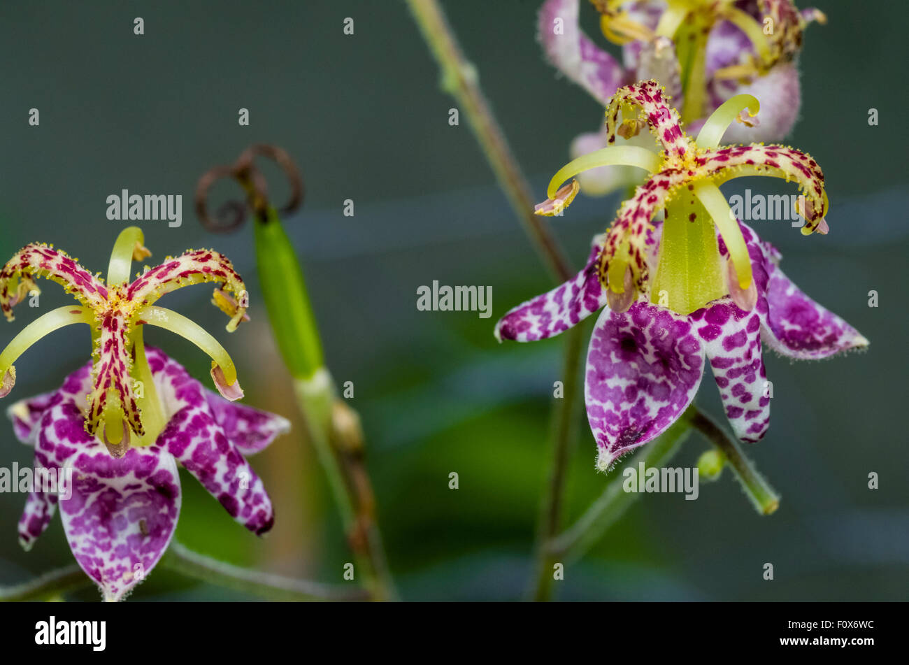 Golden toad lily hi-res stock photography and images - Alamy