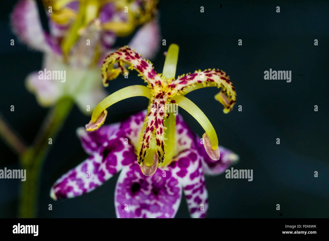 Golden toad lily hi-res stock photography and images - Alamy