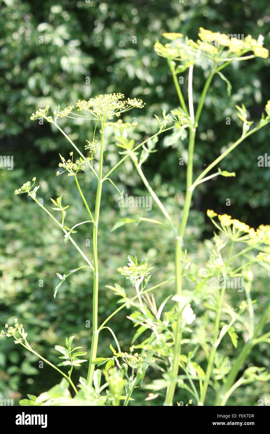 Poisonous Plant Texture High Resolution Stock Photography and Images ...