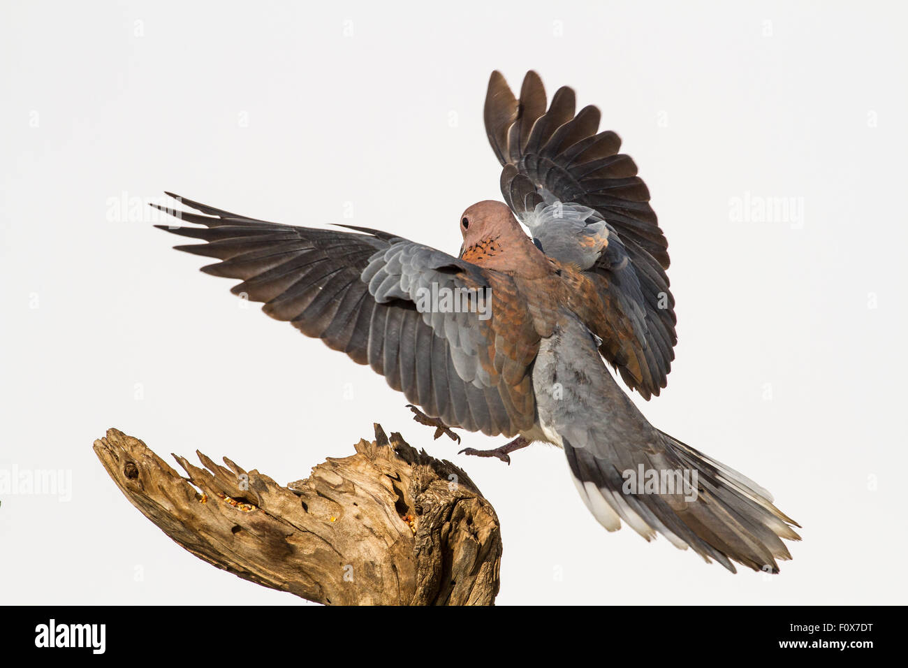 garden birds isolated on white Stock Photo - Alamy
