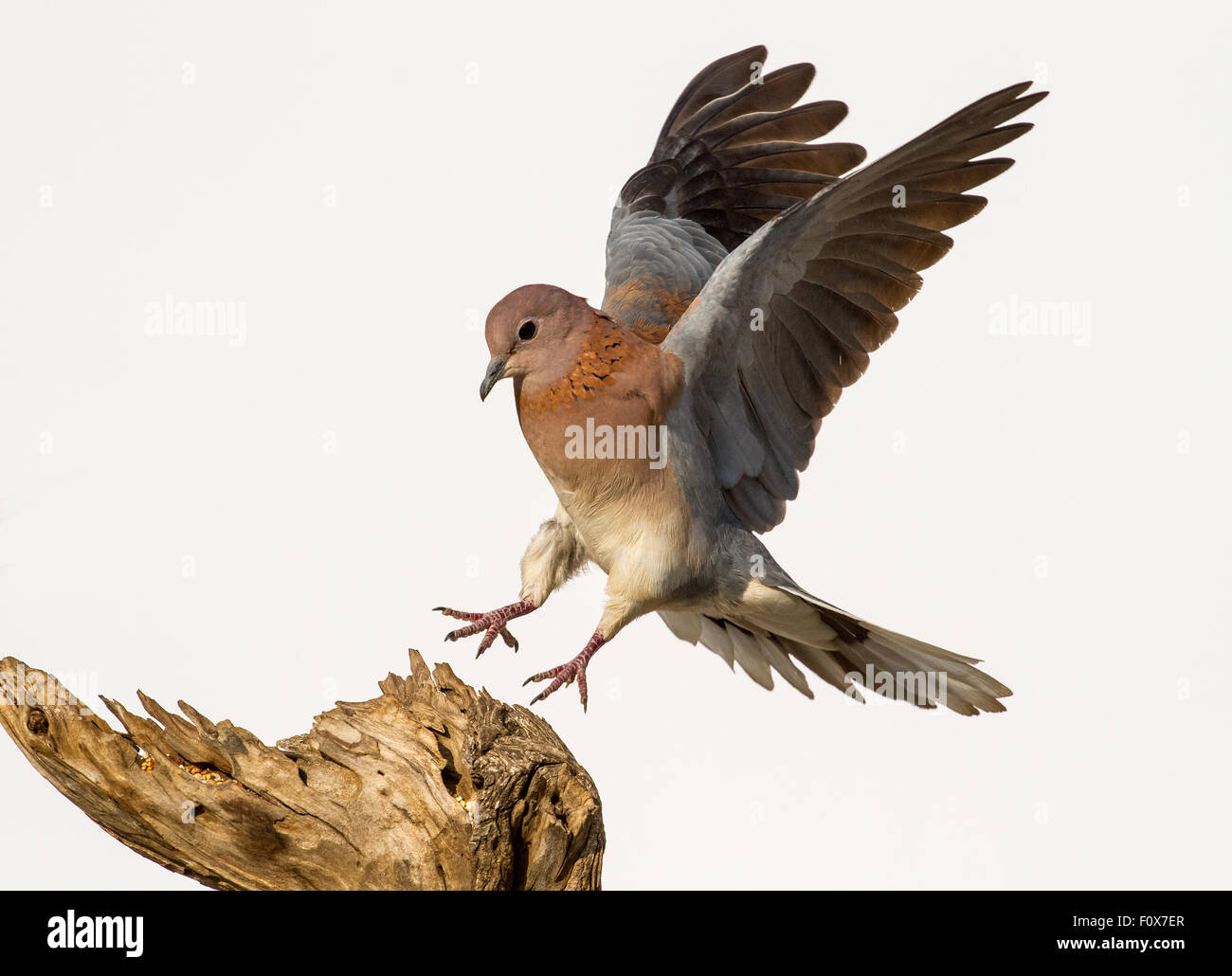 garden birds isolated on white Stock Photo - Alamy