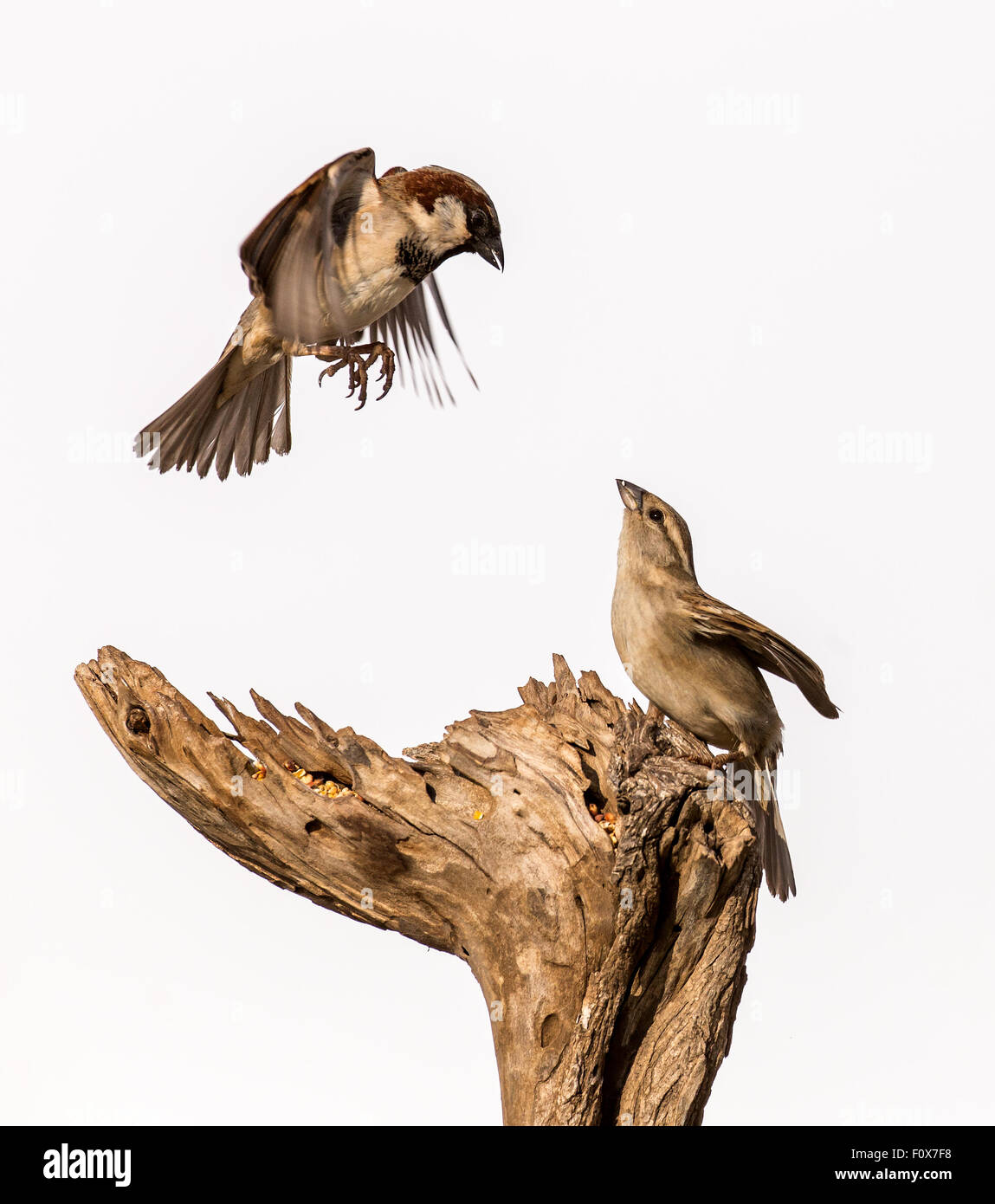 garden birds isolated on white Stock Photo - Alamy