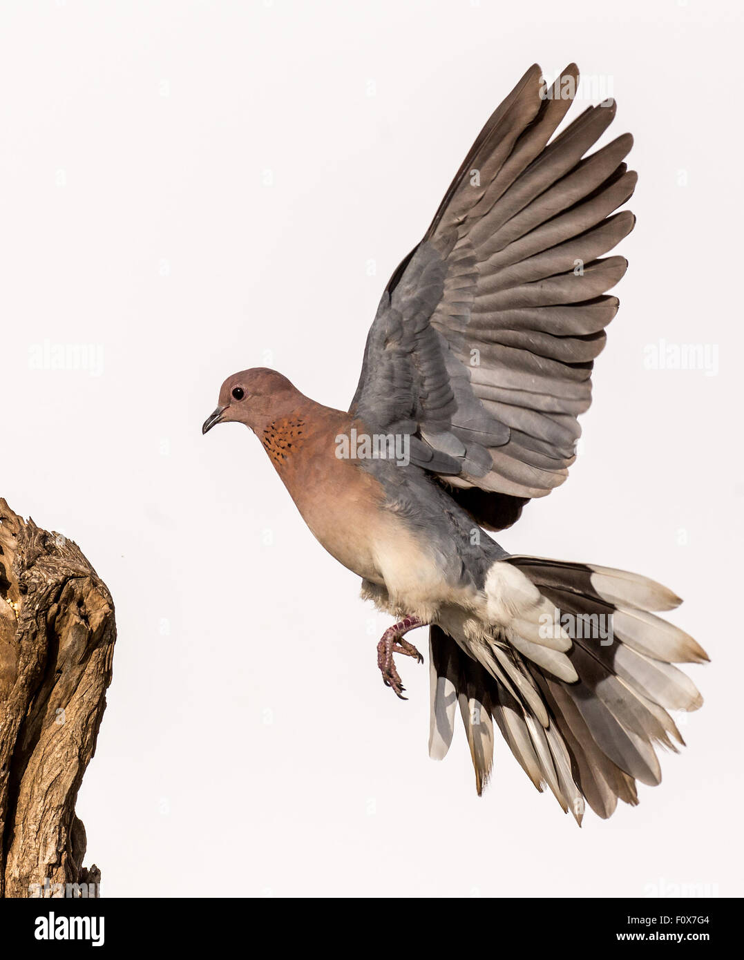 garden birds isolated on white Stock Photo - Alamy