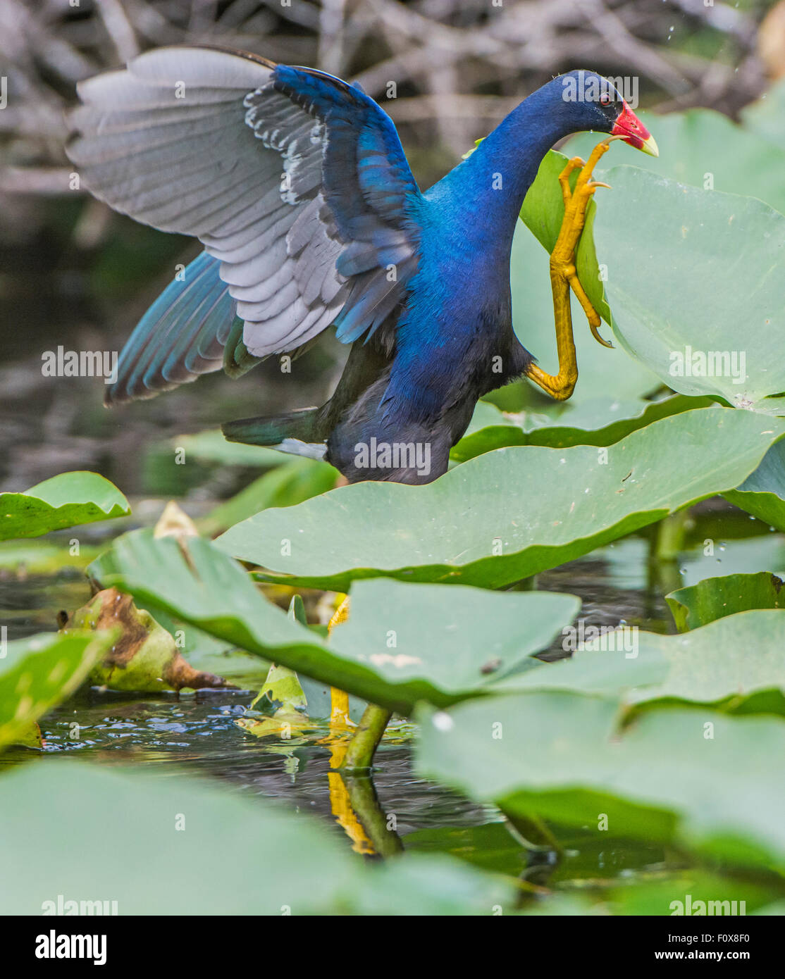 Martinica hi-res stock photography and images - Alamy