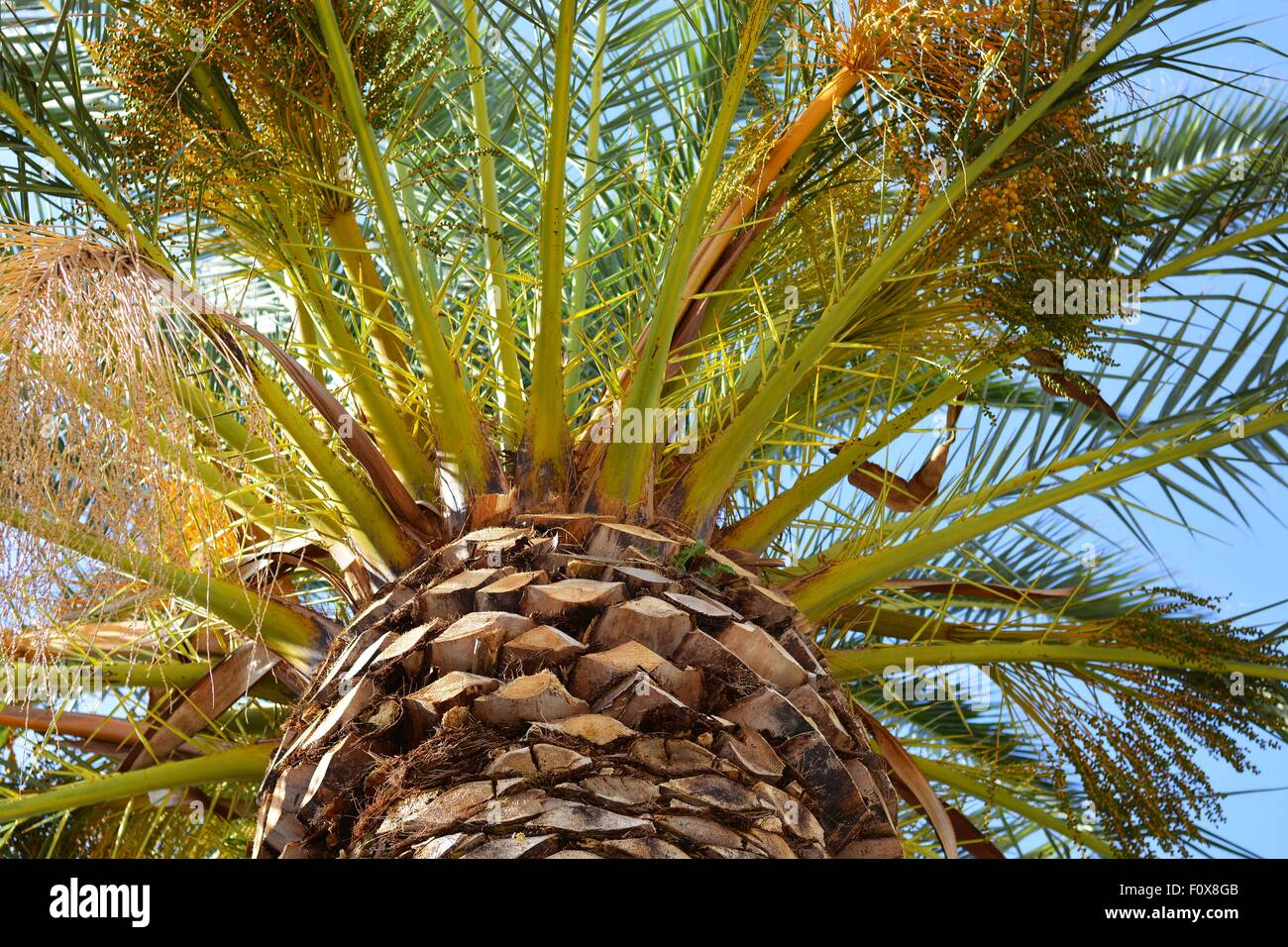 Palm tree palm tree hi-res stock photography and images - Alamy