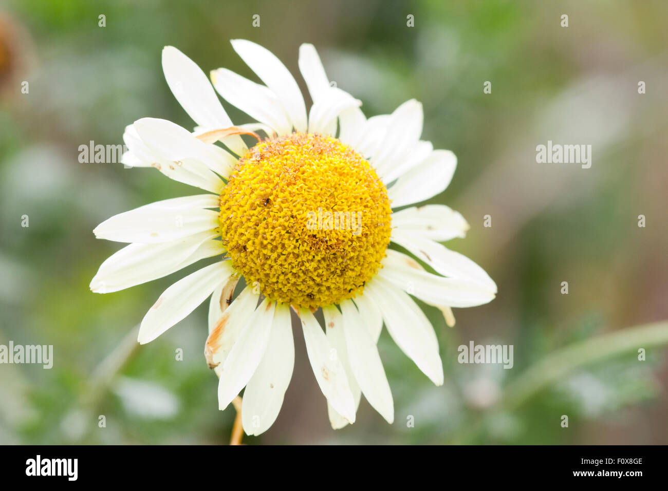 Daisy corner hi-res stock photography and images - Alamy