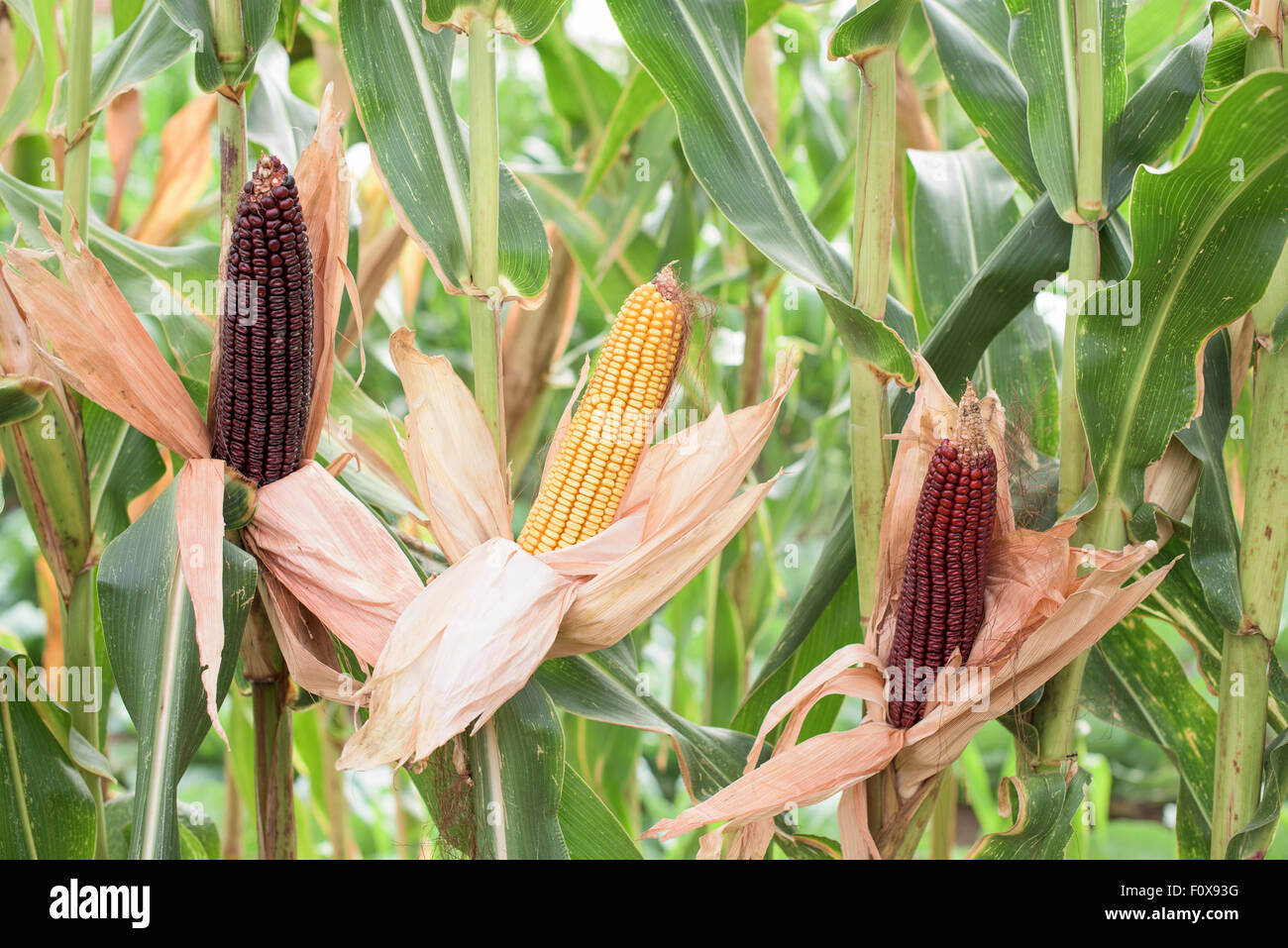 Three ripe corn cob - two red and one yellow corn Stock Photo - Alamy