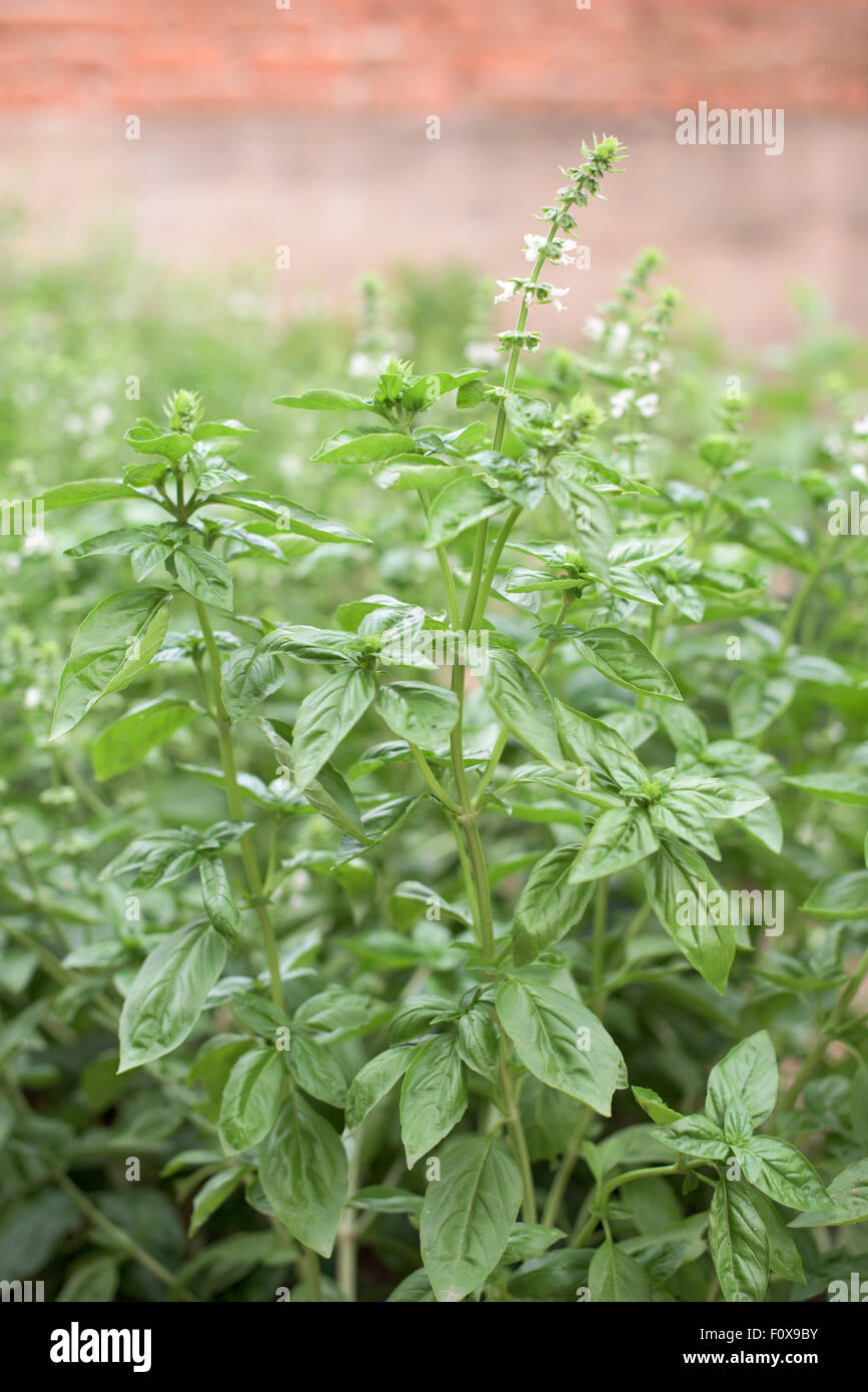 Part of basil plant- stock image Stock Photo - Alamy