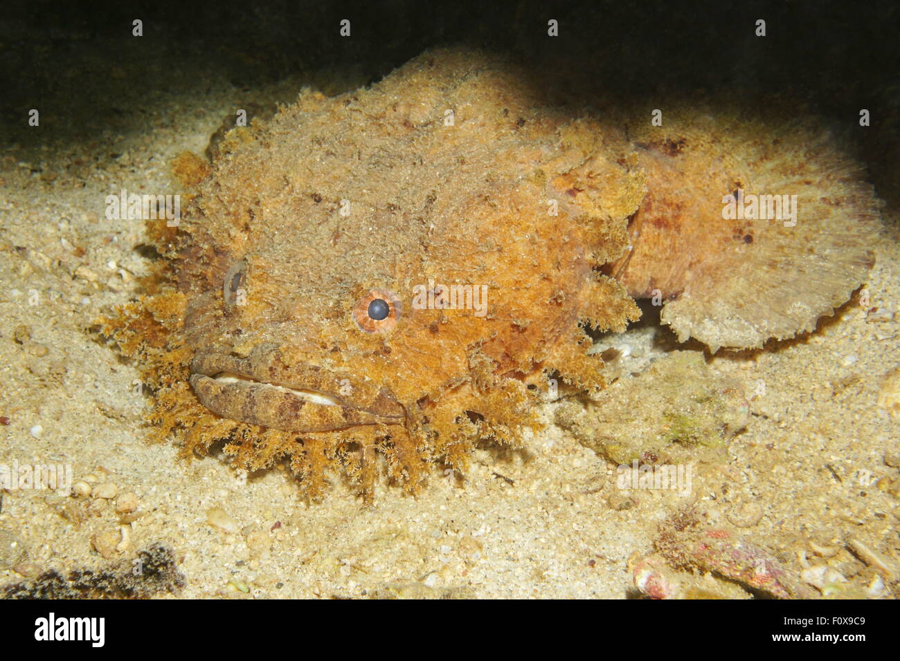 Fish head of a Bearded toadfish, Sanopus barbatus, underwater in the ...