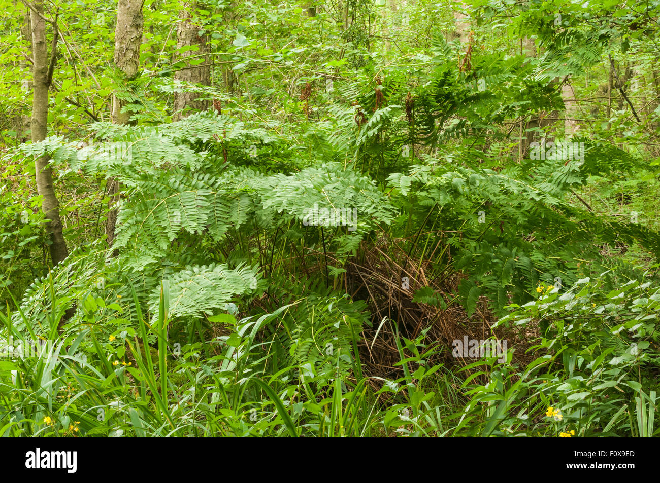 A photograph of a Royal Fern, Osmunda regalis, growing in Askam bog ...
