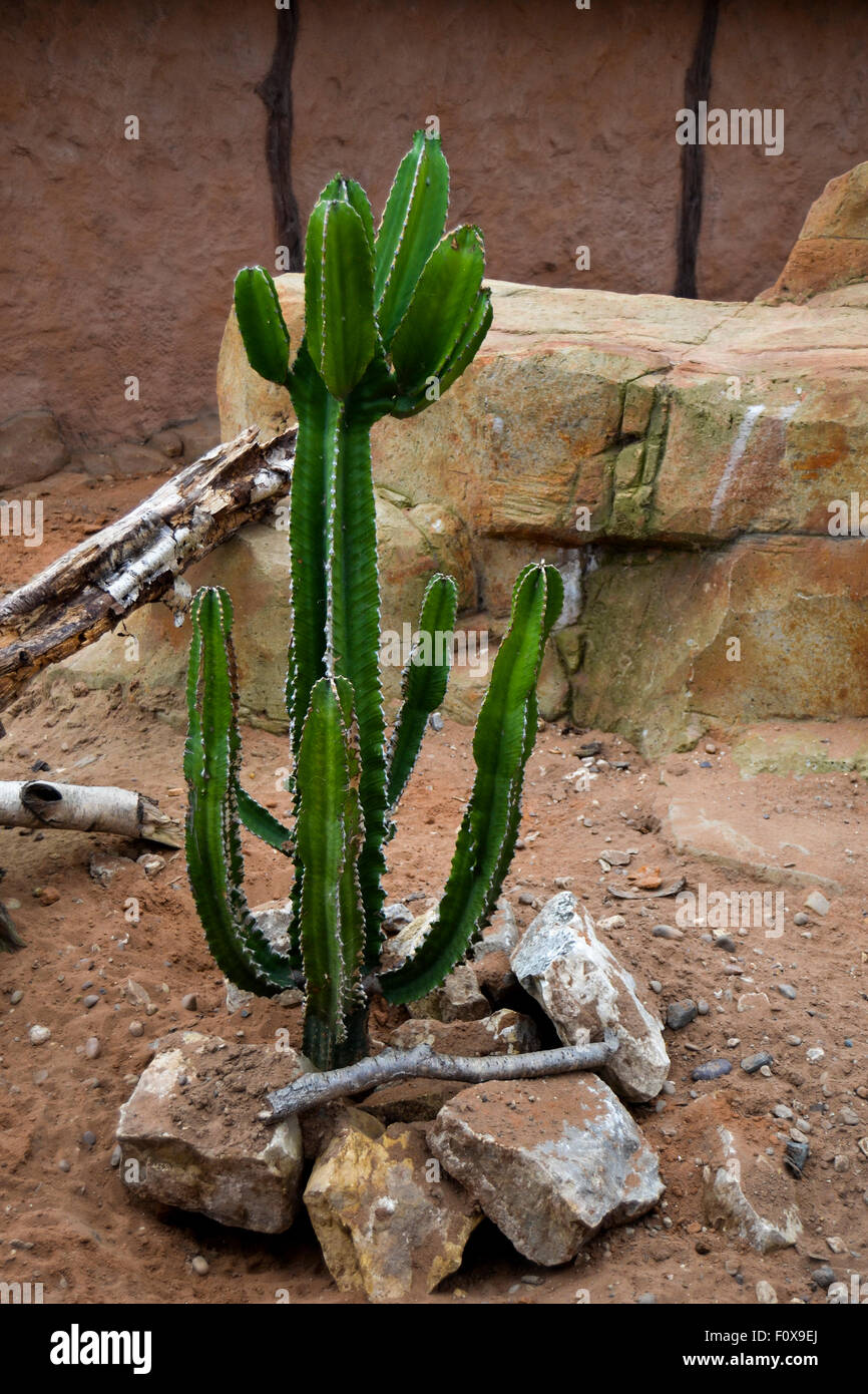 Sand cactus hi-res stock photography and images - Alamy