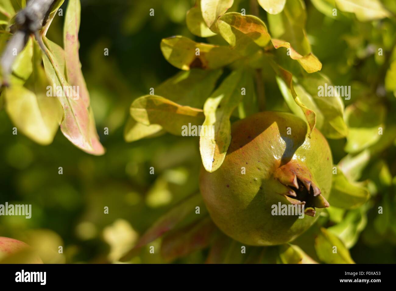 Pomegranate on the tree Stock Photo - Alamy