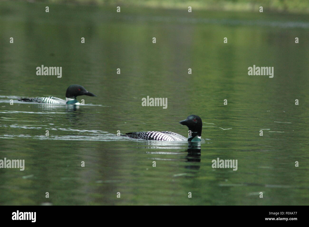Beautiful loon bird hi-res stock photography and images - Alamy
