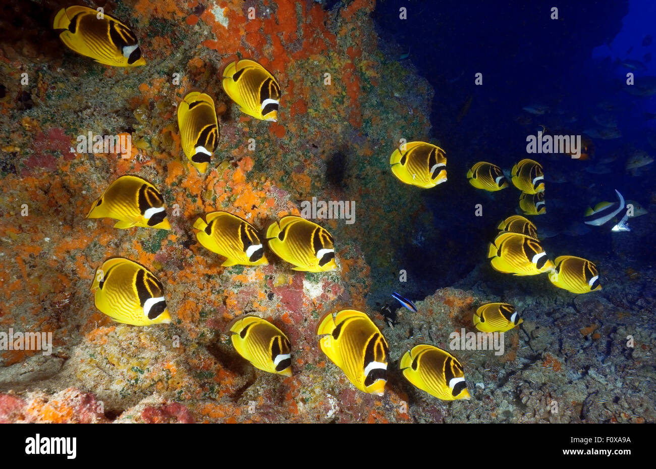 SCHOOL OF BUTTERFLYFISH SWIMMING FRONT OF CORAL REEF Stock Photo - Alamy