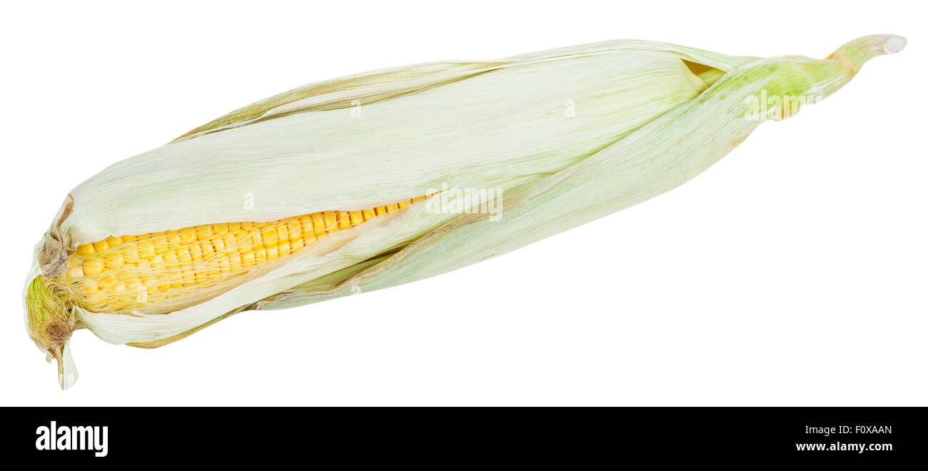 fresh ear of ripe corn isolated on white background Stock Photo - Alamy