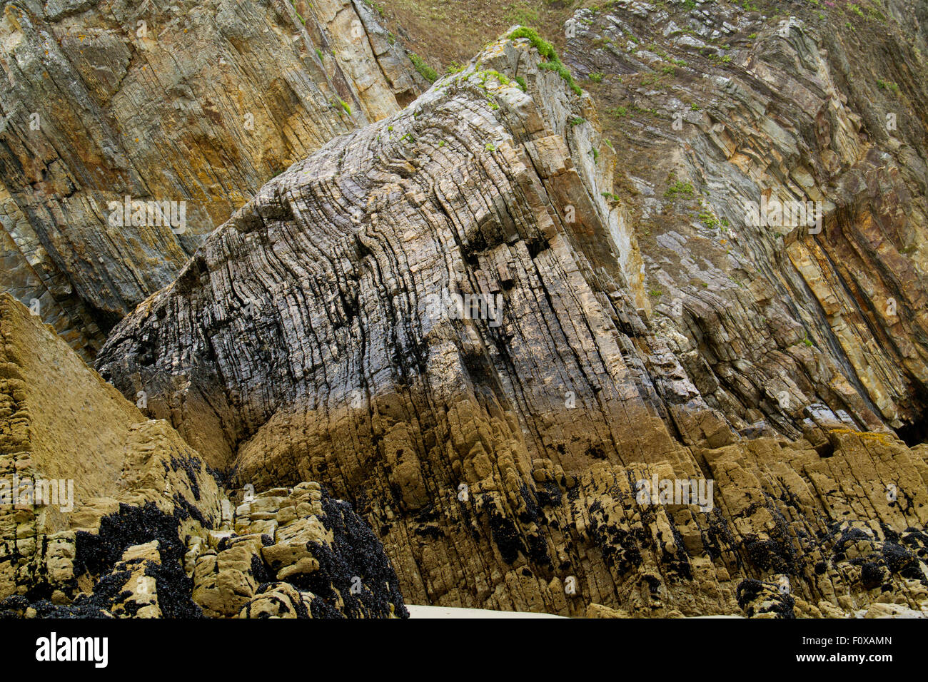 Layered and folded rock in a cliff on the coast of Brittany, France ...