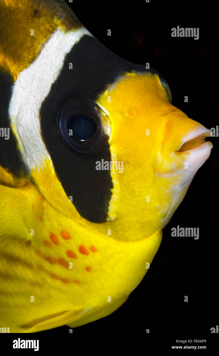 VERY CLOSE-UP FACE VIEW OF BUTTERFLYFISH WITH DARK BACKGROUND Stock ...