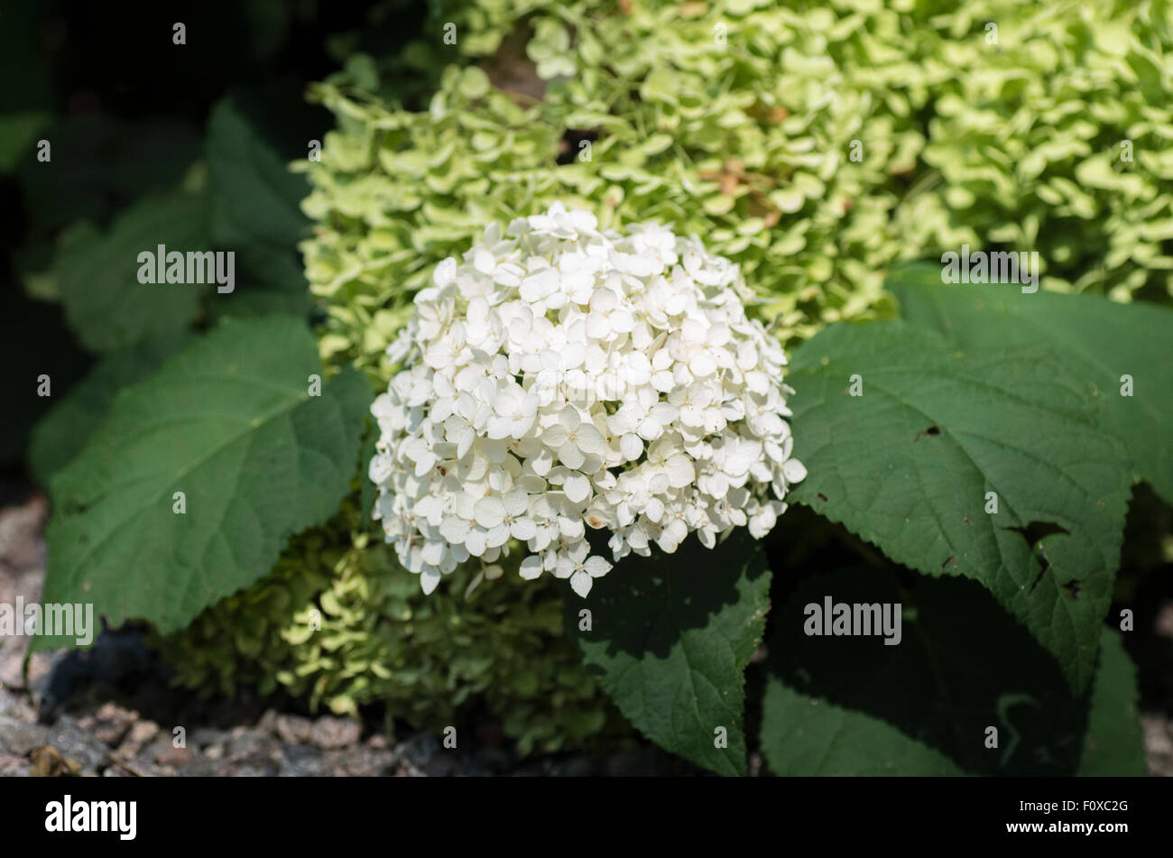 Wild or "Annabelle" Hydrangea shrub in a garden in Minnesota, USA Stock ...