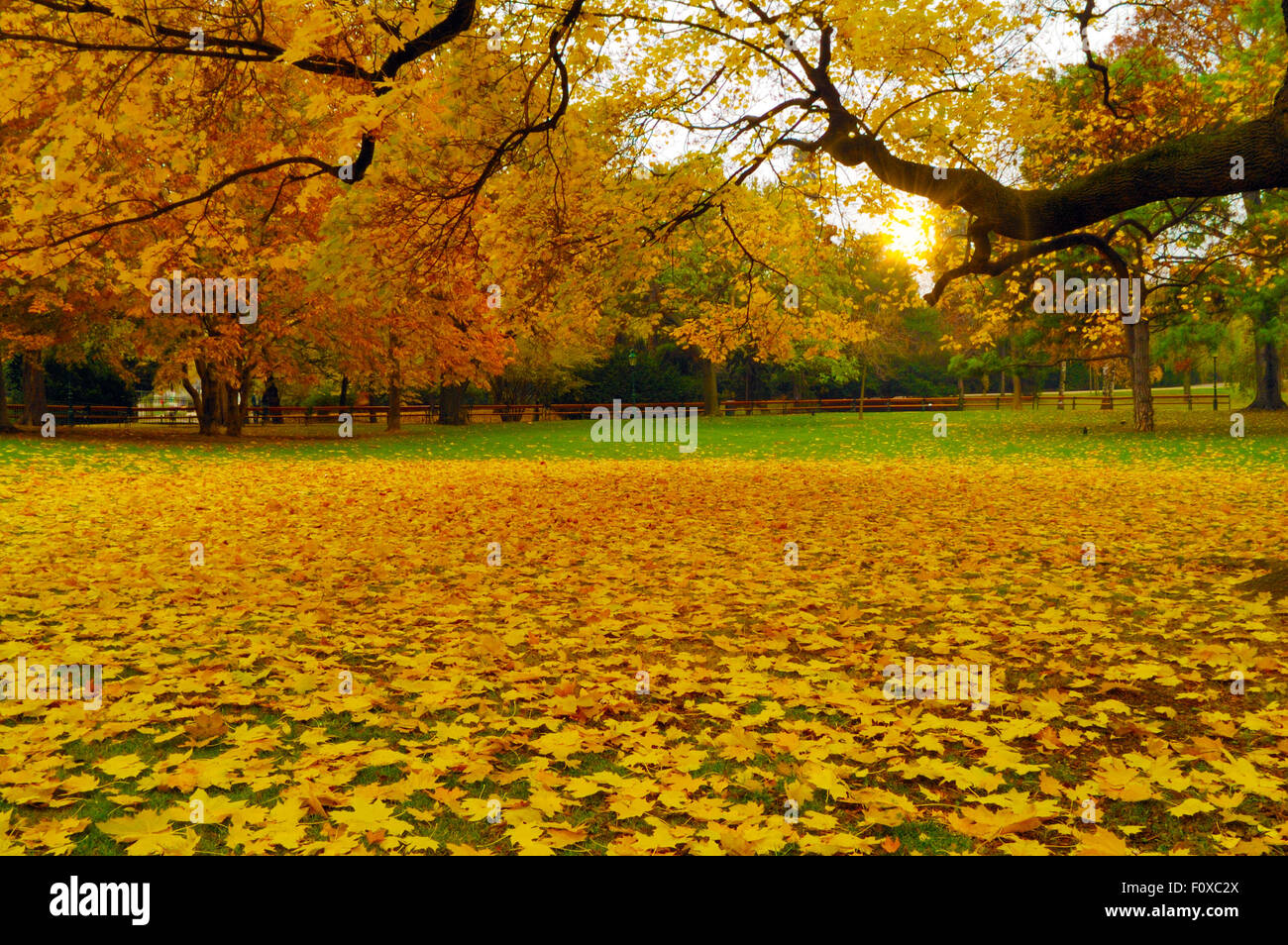 Bright yellow maple leaves covering lawn and sun behind a tree Stock ...