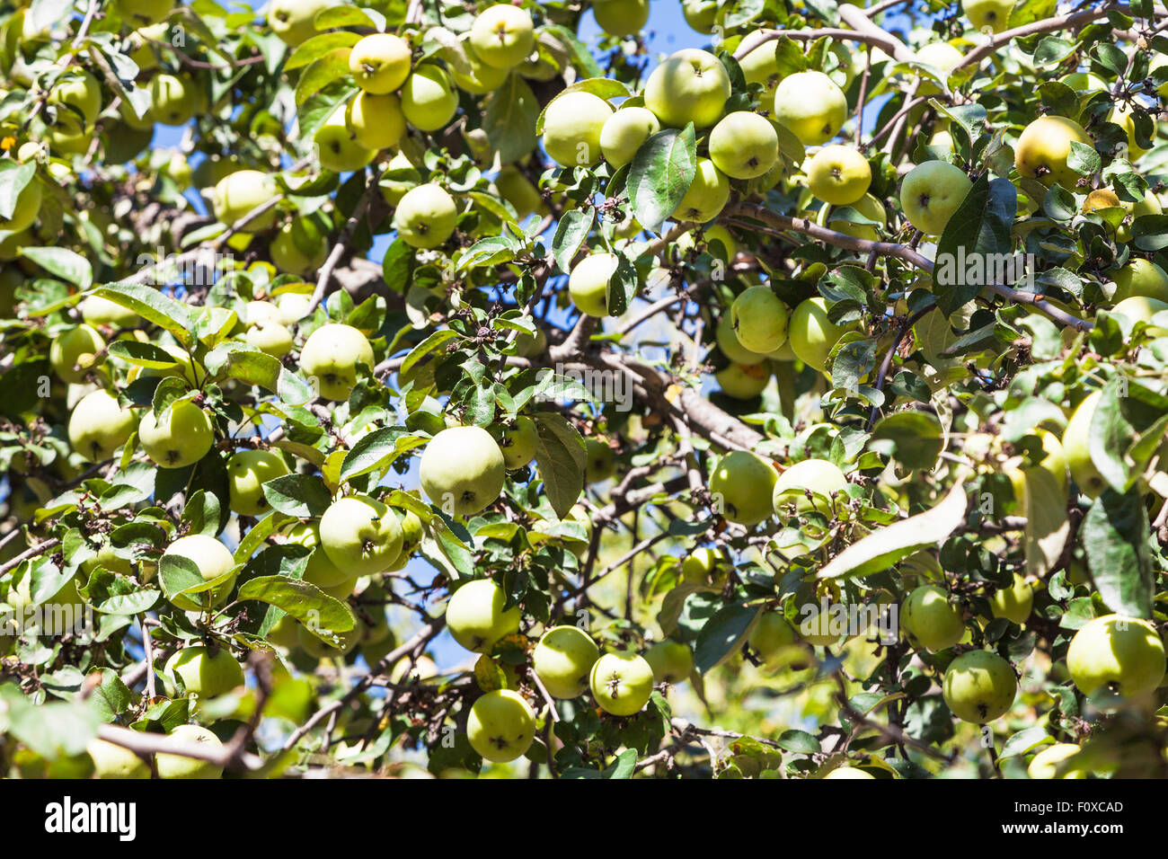 apple tree branch with ripe green apple fruits in garden in summer ...