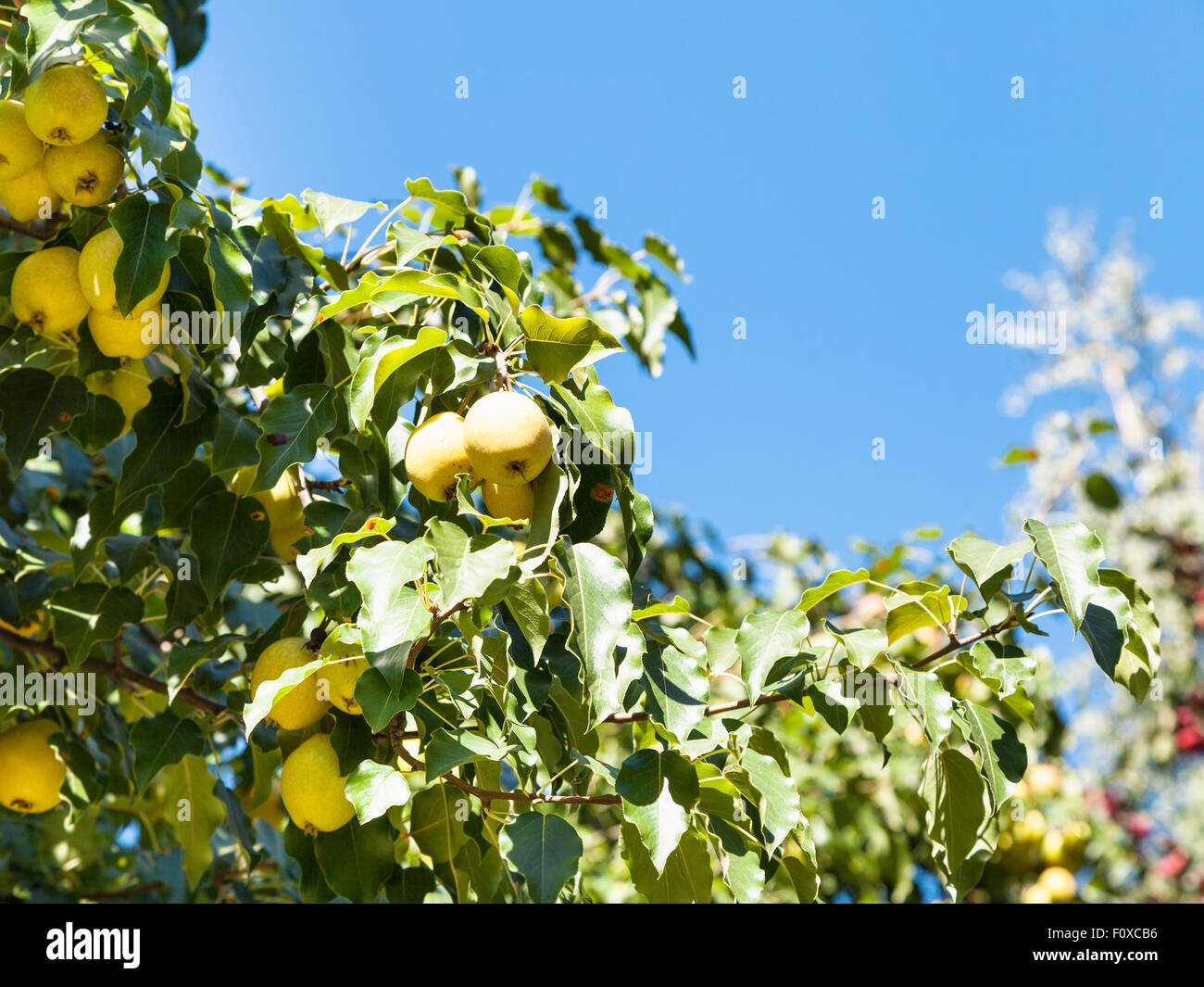 tree branch with yellow wild apples in forest with blue sky background ...