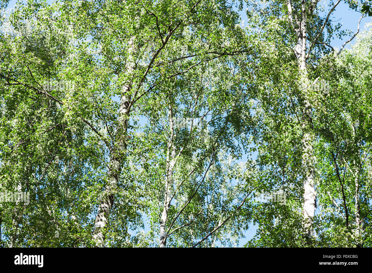 crowns of birch trees in forest in summer day Stock Photo - Alamy