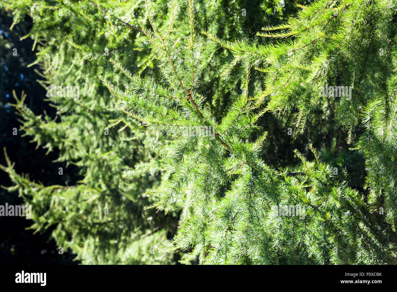 green twigs of larch tree in forest illuminated by sunlight Stock Photo ...
