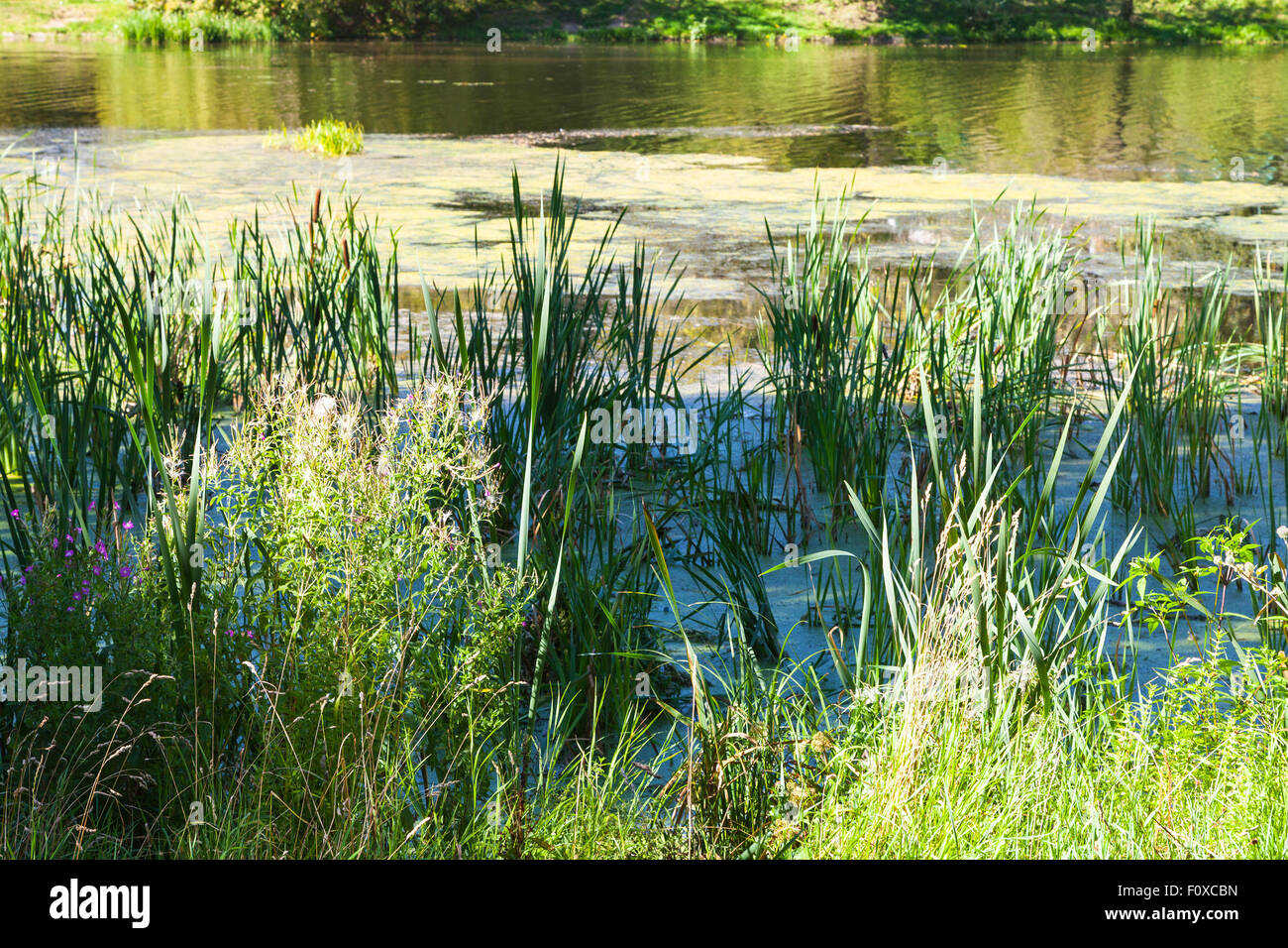 Reed on the shore of a pond overgrown with slime and duckweed in summer ...