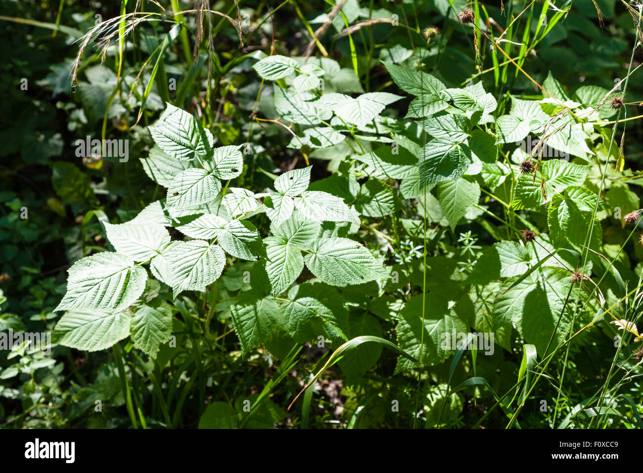 young growth of hazel tree illuminated by sun in forest in summer Stock ...