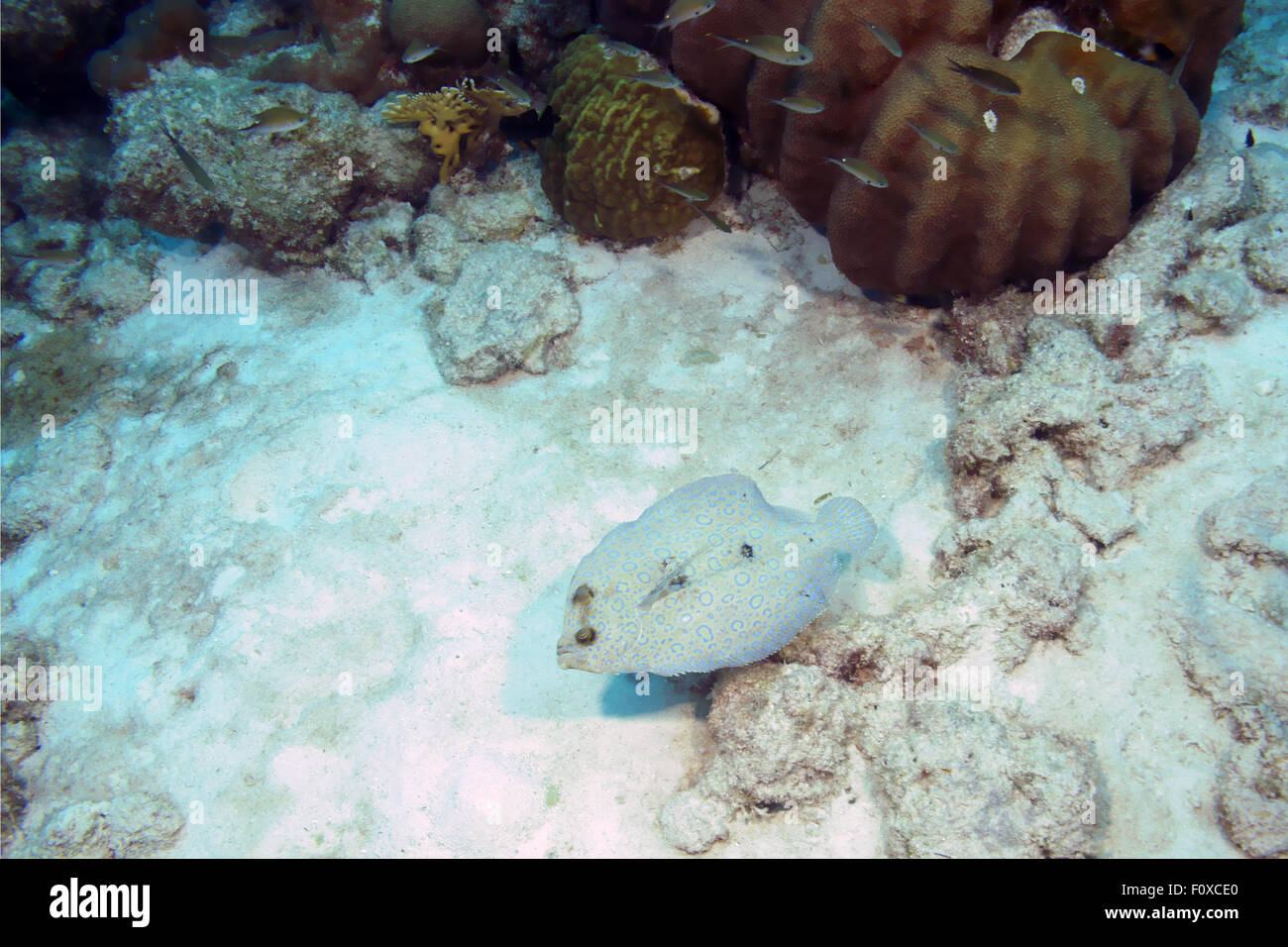 Tropical fish peacock flounder underwater at Aruba coral reef Stock ...