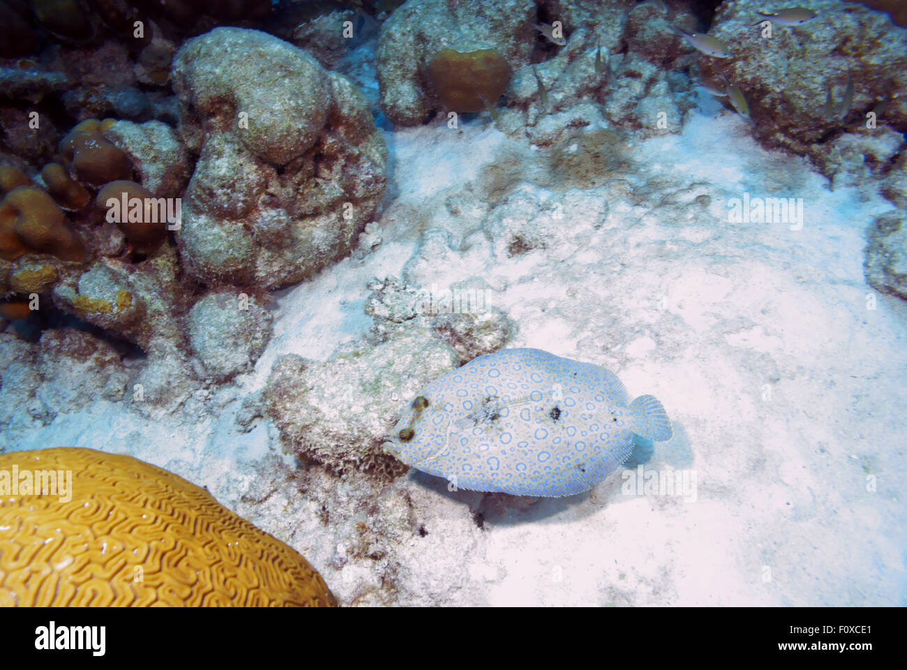 Tropical fish peacock flounder underwater at Aruba coral reef Stock ...