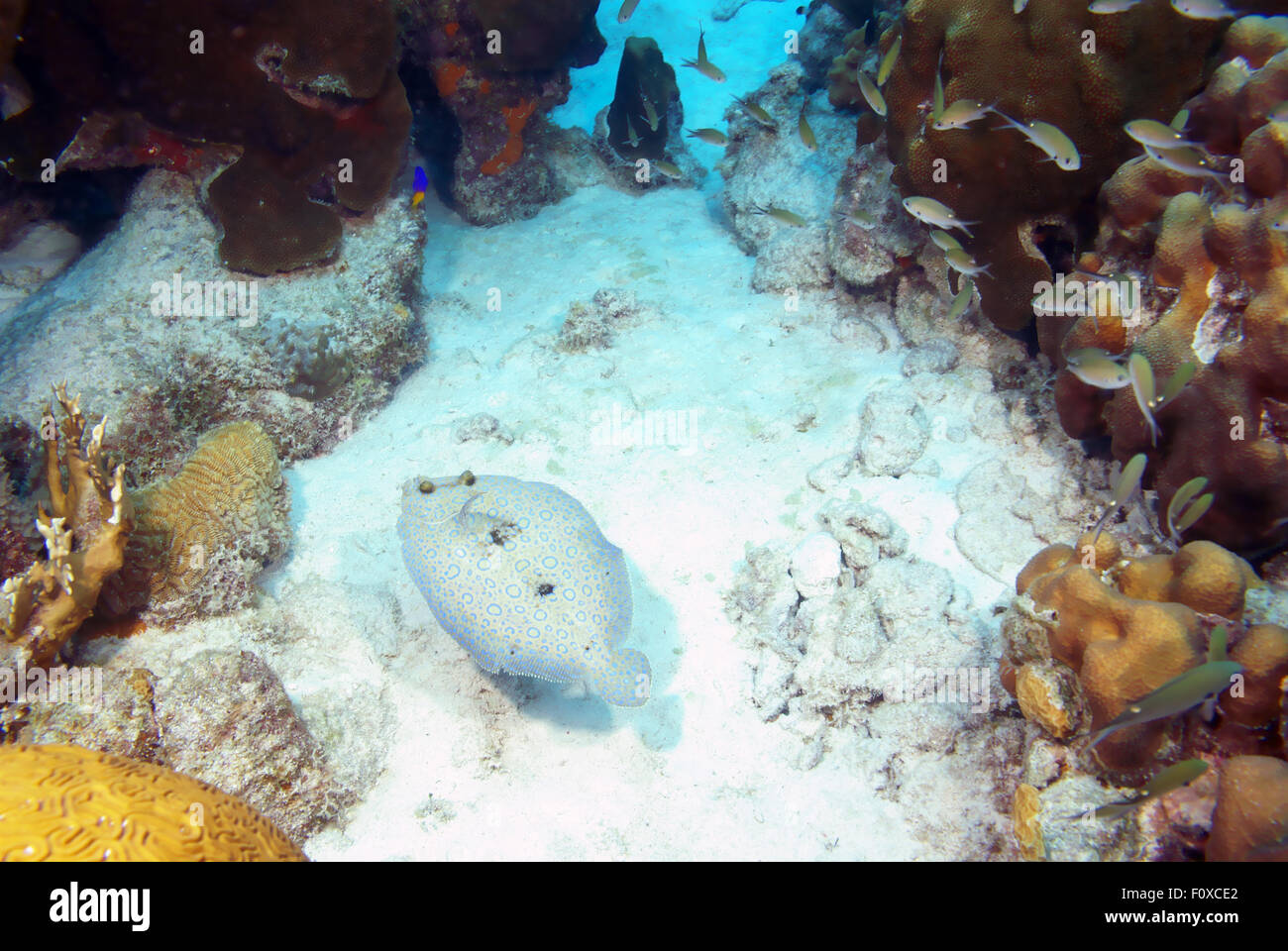 Tropical fish peacock flounder underwater at Aruba coral reef Stock ...