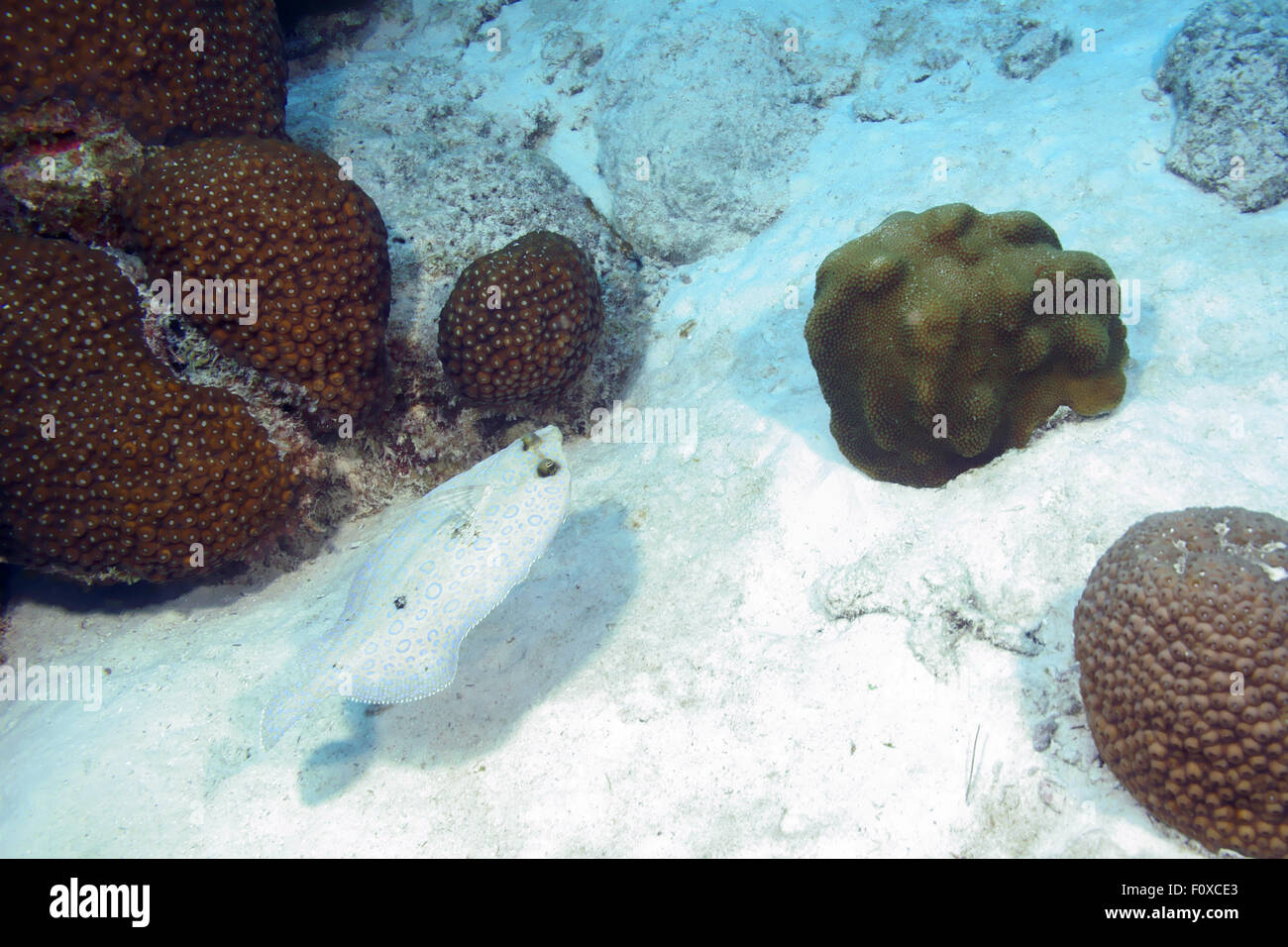 Tropical fish peacock flounder underwater at Aruba coral reef Stock ...