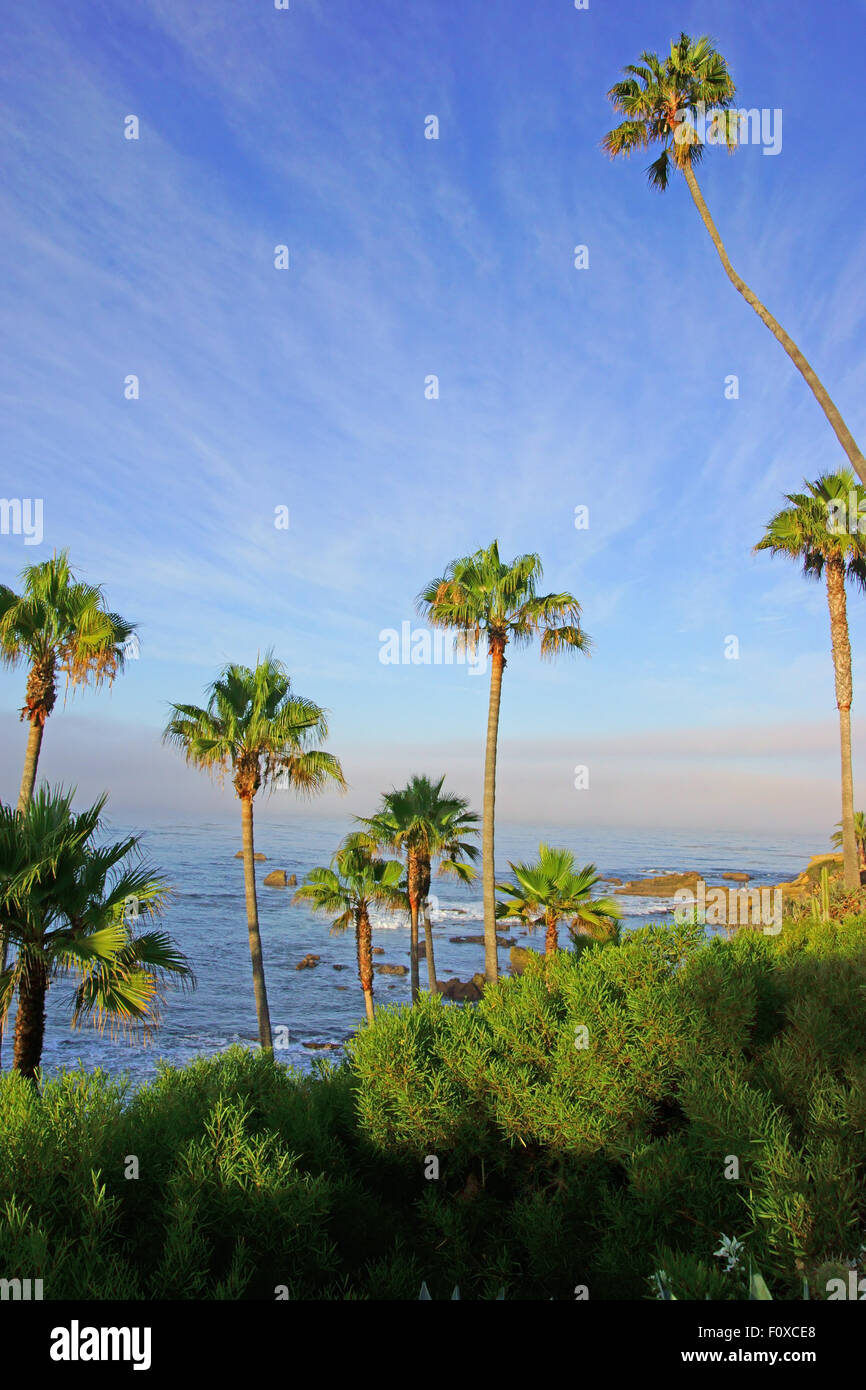 California beach palm trees and Pacific Ocean Stock Photo - Alamy